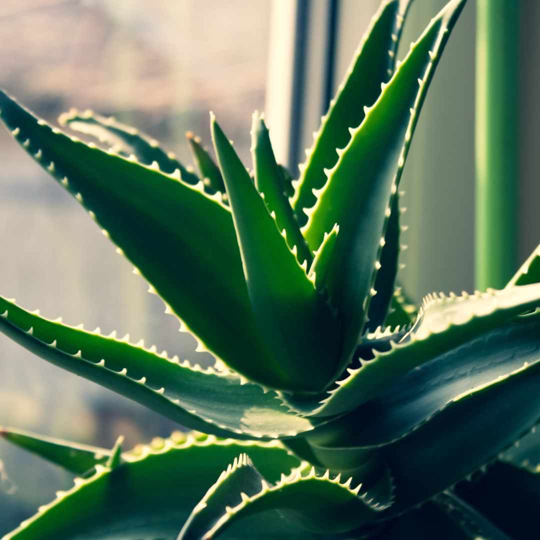 Plants that Look Like Aloe Vera - Discover Similar Alternatives