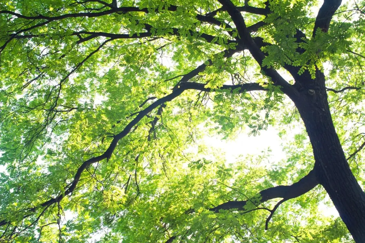 Types Of Indian Trees | Diversity, Characteristics & Importance