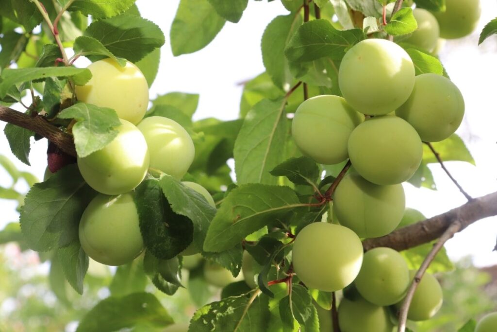 Types Of Sugar Plum Trees: A Comprehensive Guide