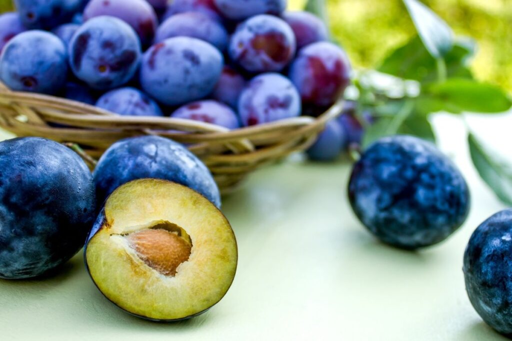Types Of Sugar Plum Trees: A Comprehensive Guide