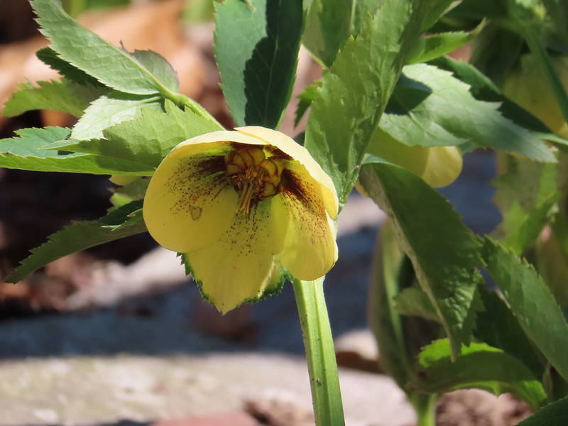 Light Yellow Flowers: Varieties, Care Tips And Symbolism