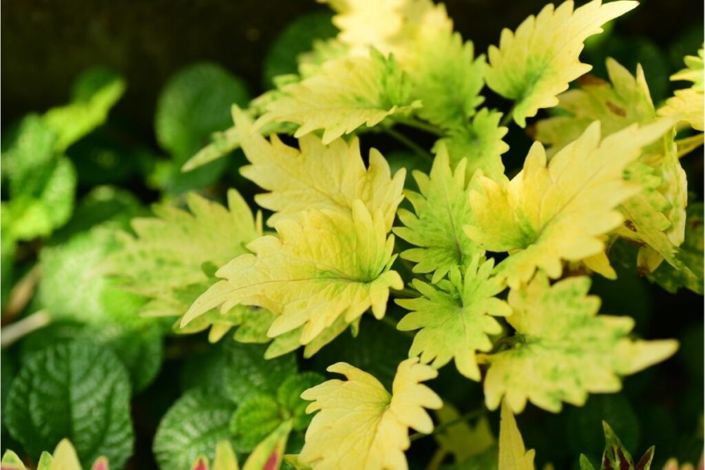 Lime Green Plants | Enhance Your Space with Bright Foliage