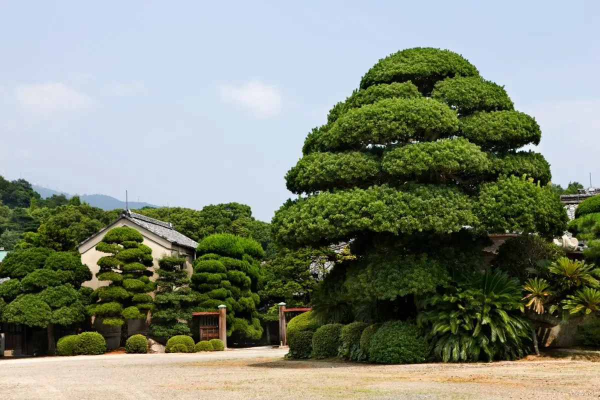Types of Japanese Trees | Varieties, Characteristics & Uses