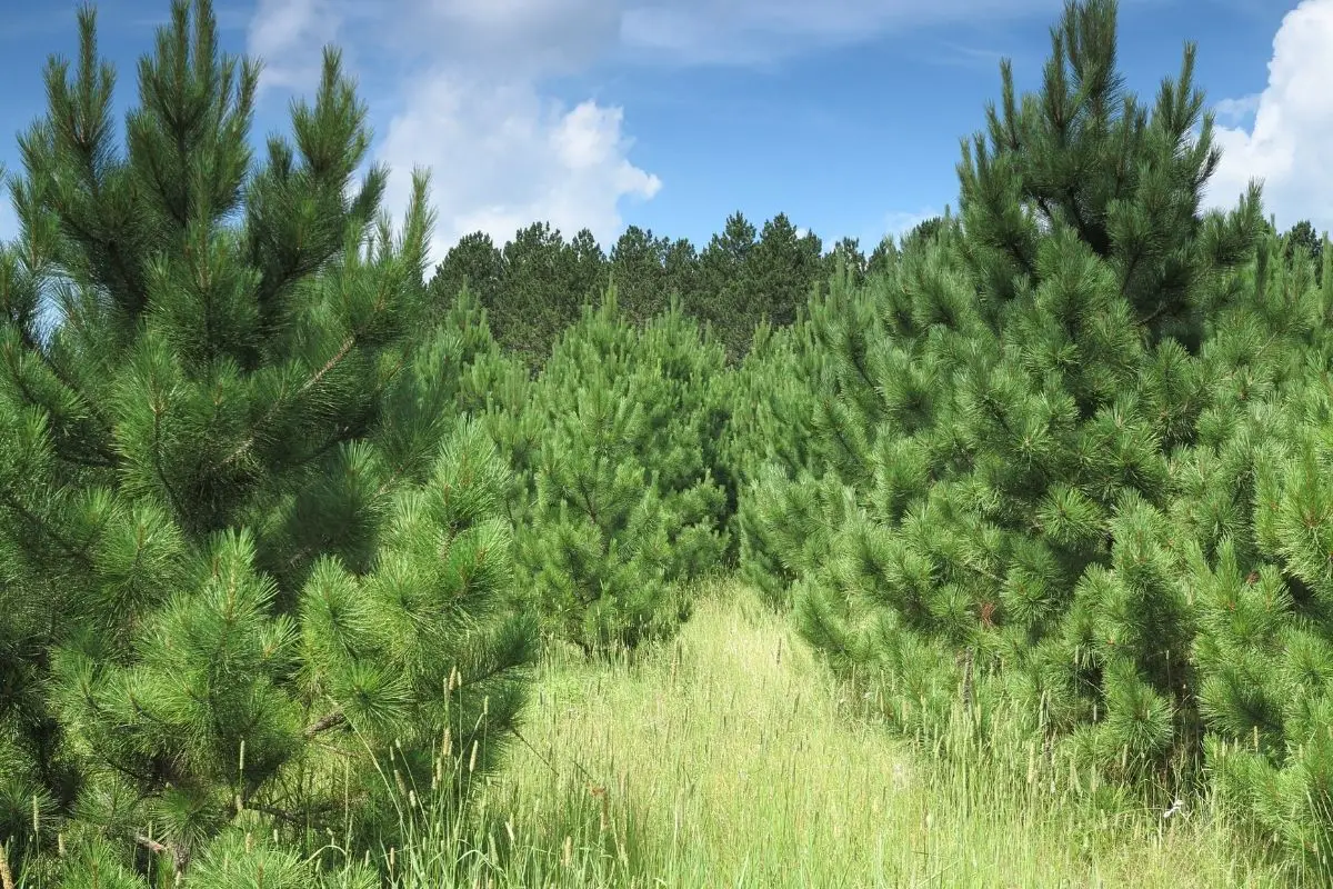 Pine Tree Plants: Unique Varieties, Growth Tips & Care