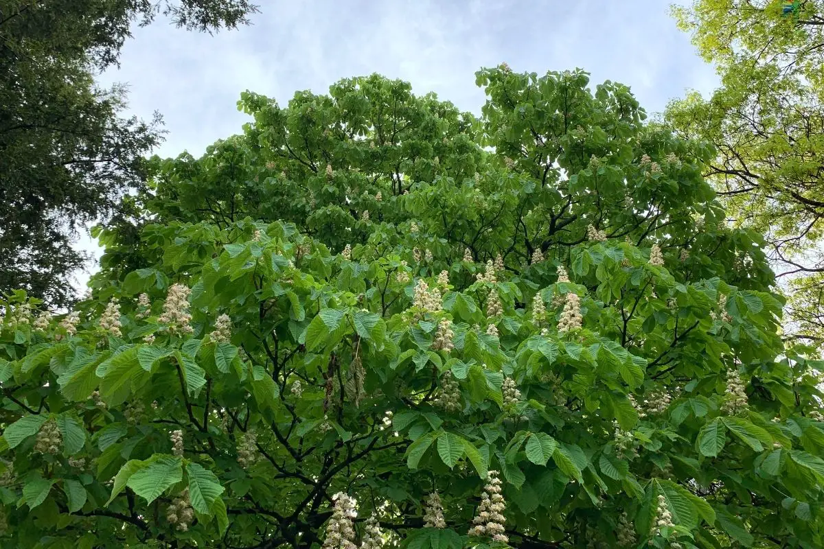 Trees That Start With H | Expand Your Arboreal Knowledge
