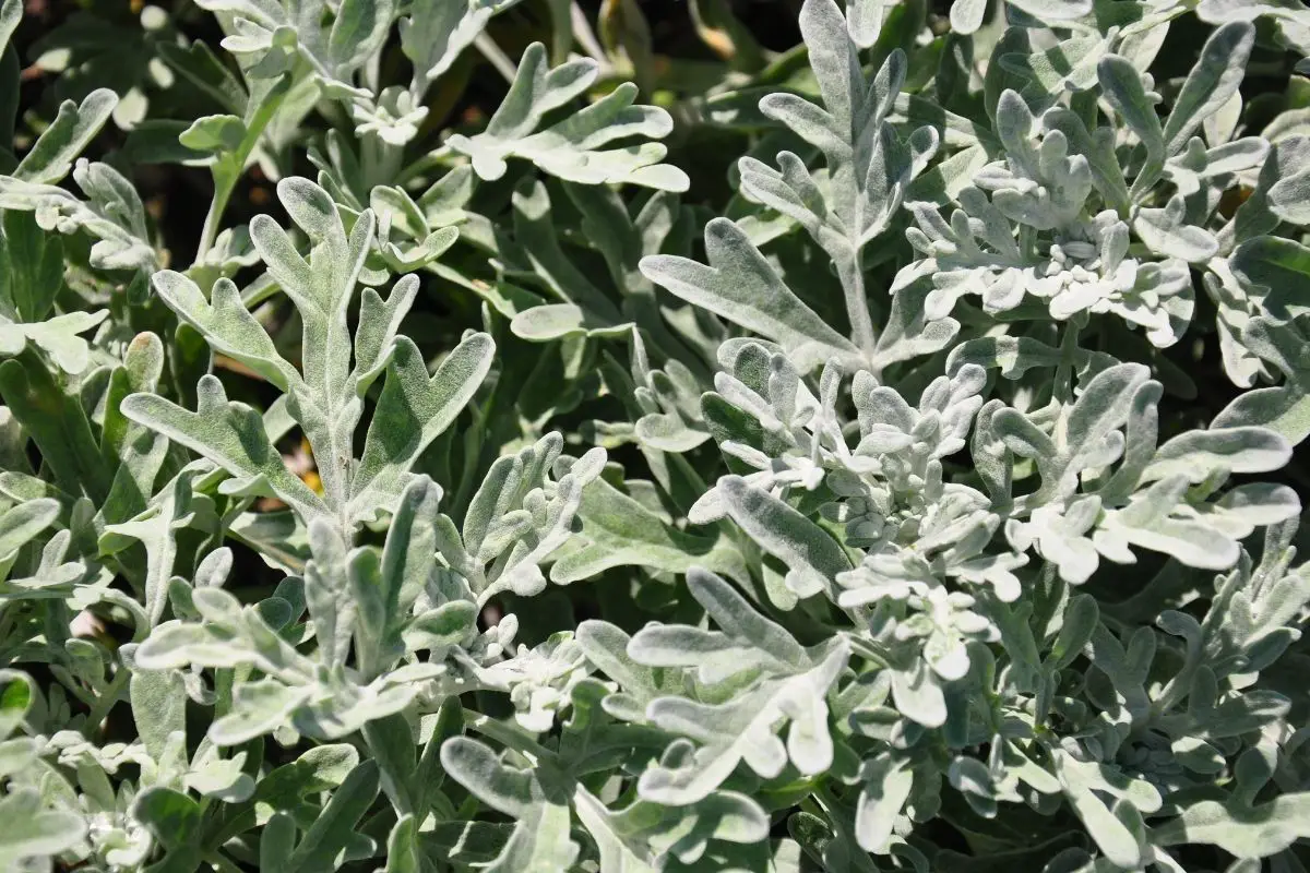 Silver Plants | Enhance Your Space with Shimmering Foliage
