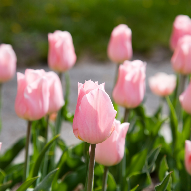 Lithuanian Flowers: Blooms Reflecting Baltic Beauty