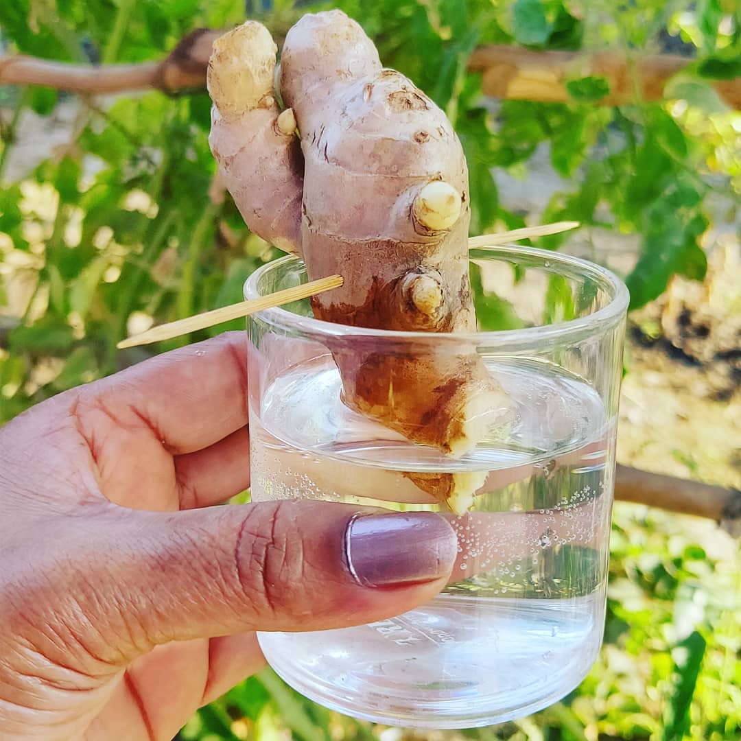 Growing Ginger: Key Information for Hydroponic Success