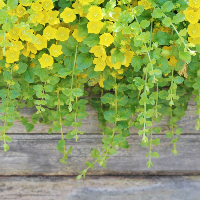 Lithuanian Flowers: Blooms Reflecting Baltic Beauty