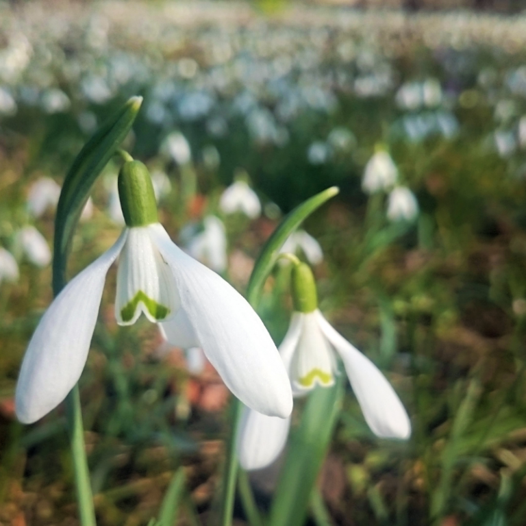 Lithuanian Flowers: Blooms Reflecting Baltic Beauty
