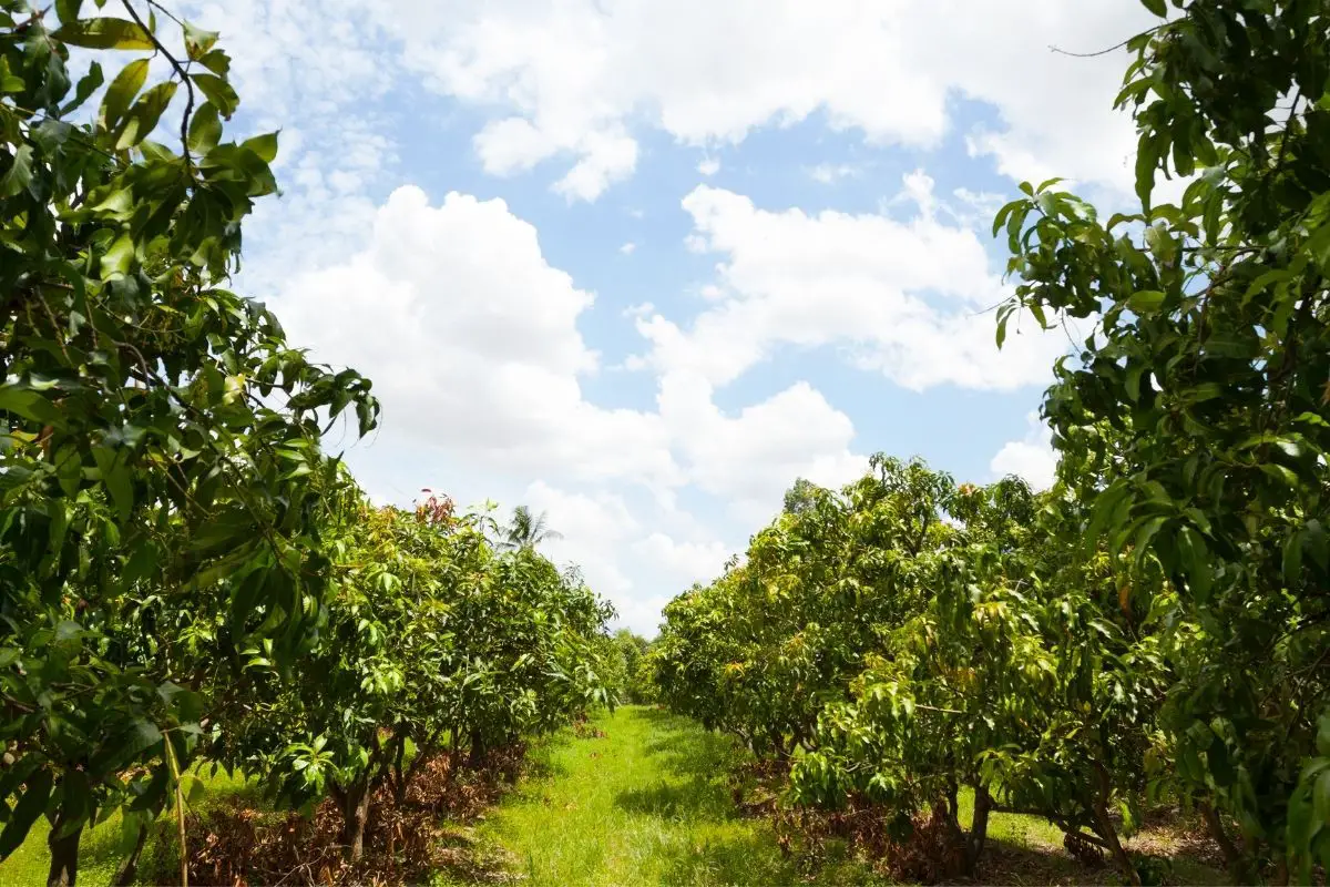 Top Trees That Start With M I Identification and Facts