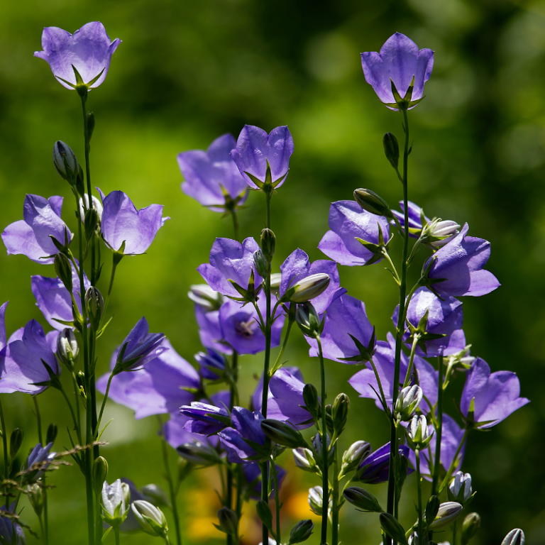 Lithuanian Flowers: Blooms Reflecting Baltic Beauty