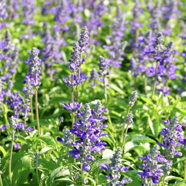 Lithuanian Flowers: Blooms Reflecting Baltic Beauty