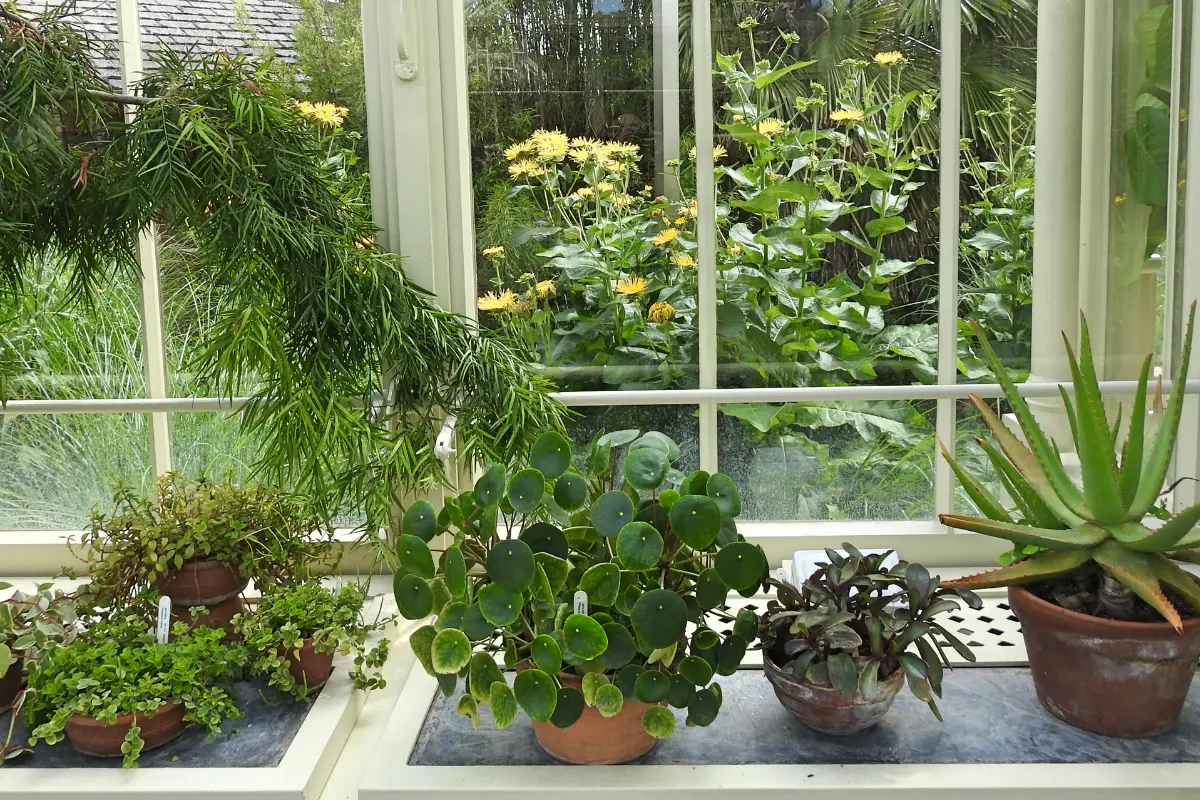 Common House Plants: Easy Care Tips for Popular Indoor Greens