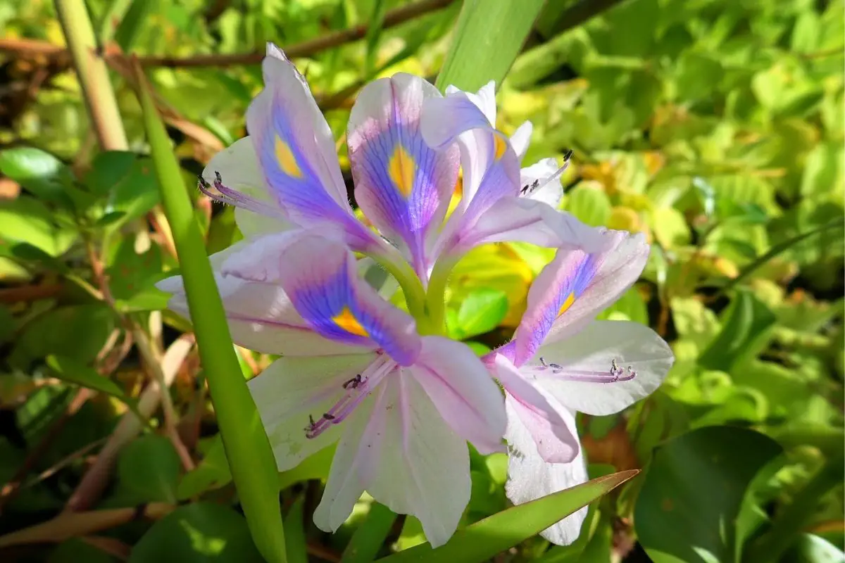 20 Beautiful Amazon Flowers (With Pictures) - AI Garden Composer