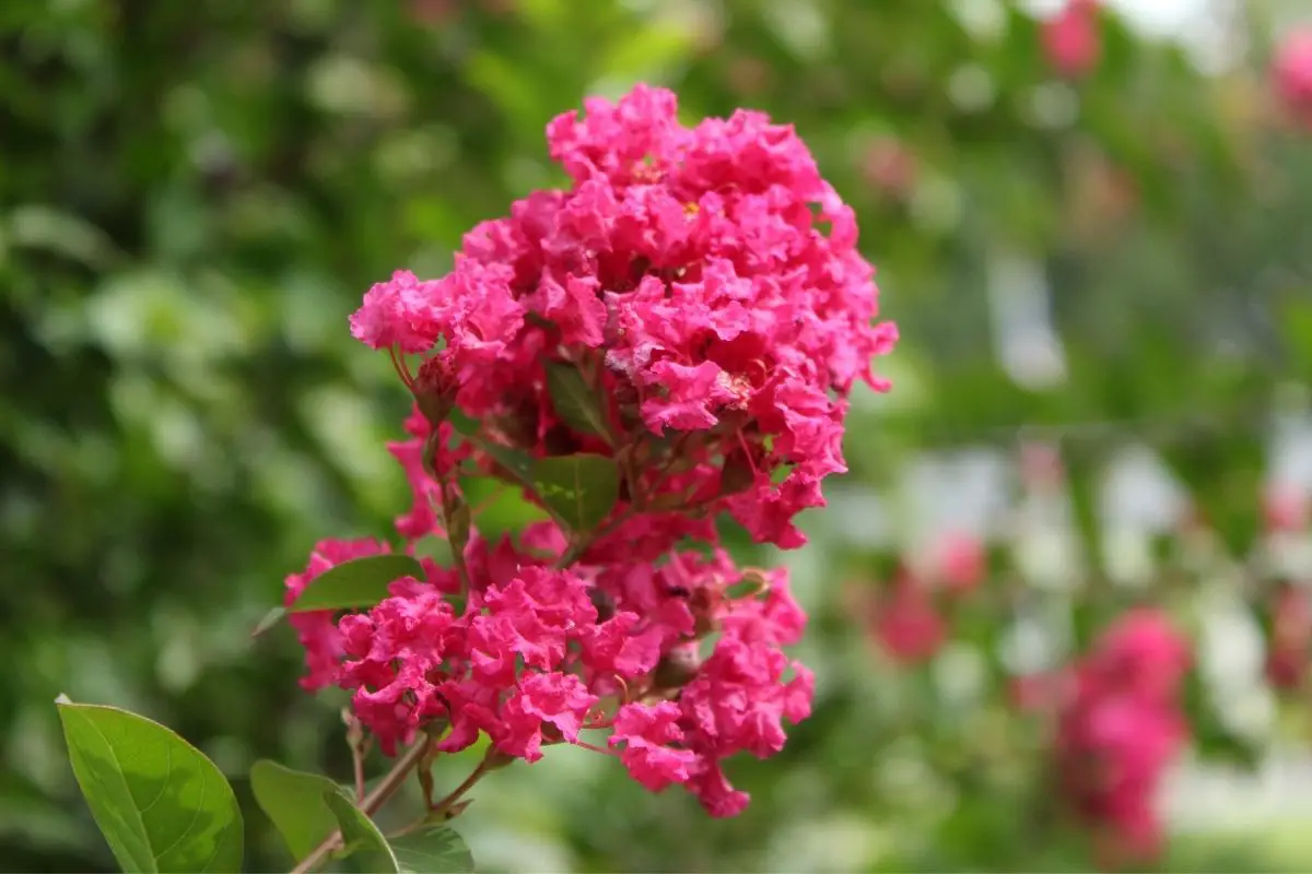 Explore a Garden of Enchantment with Delicate Pink Flowers