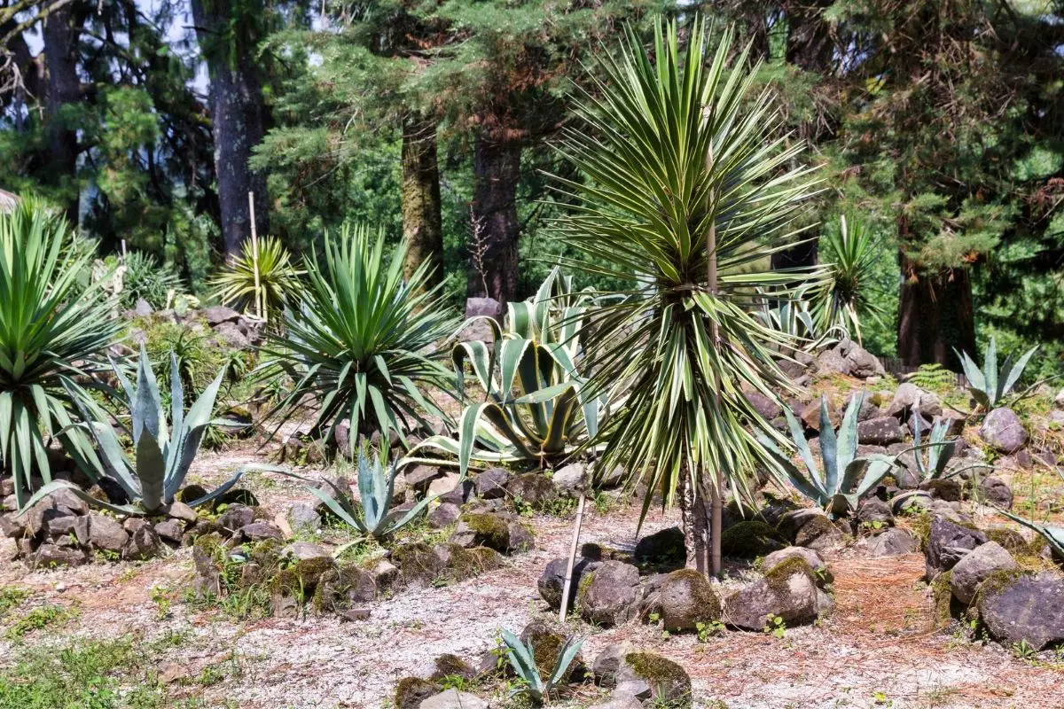 Mexican Plants I From Identification to Care