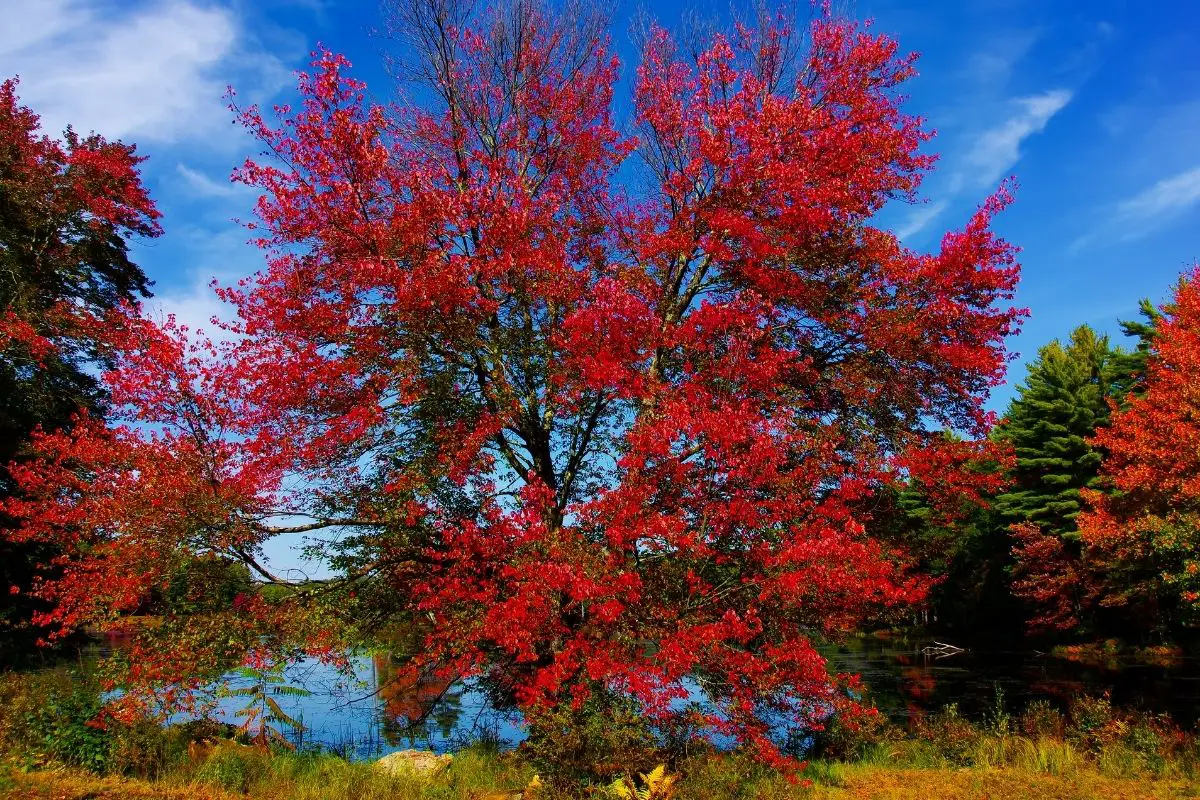Red Trees | Stunning Varieties, Characteristics & Care Tips