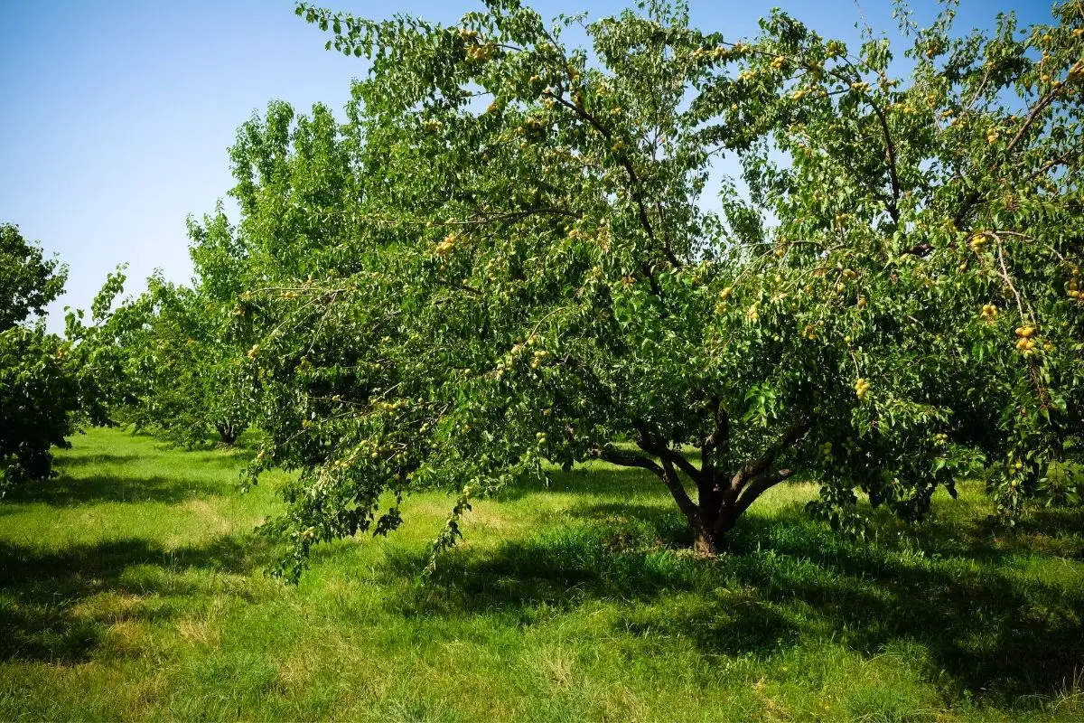 Trees That Start with "A" | Varieties, Characteristics & Care