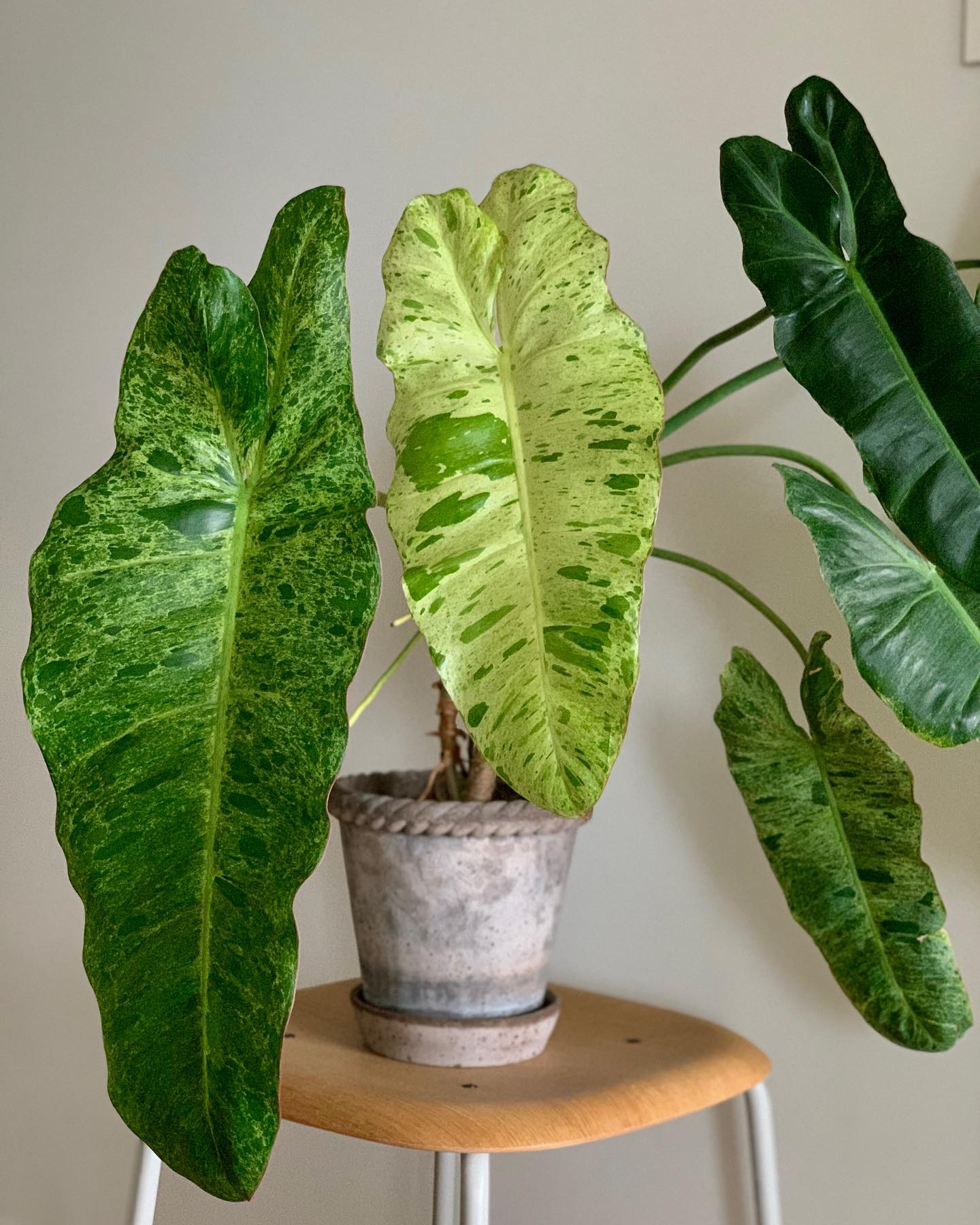 Philodendron Paraiso Verde Care: Expert Tips And Guide