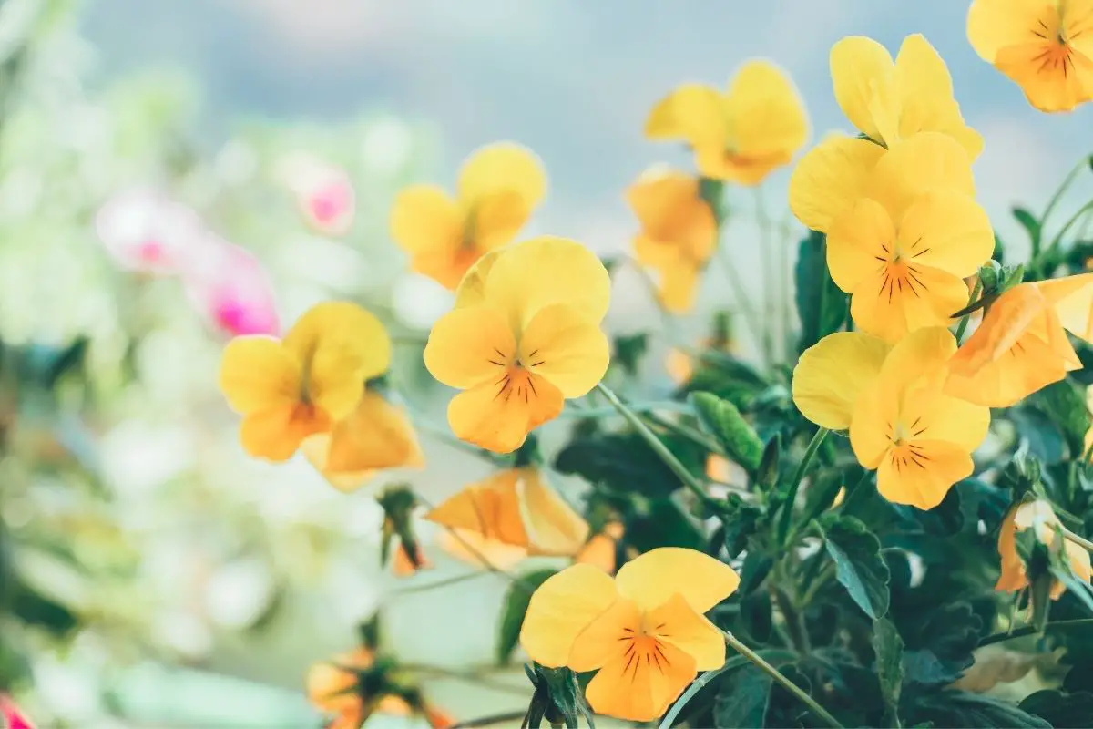 Yellow Flowers: Brighten Your Garden with These Vibrant Blooms