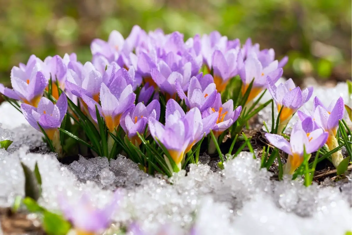 Snow Flowers: Types, Growing Tips, And Symbolism