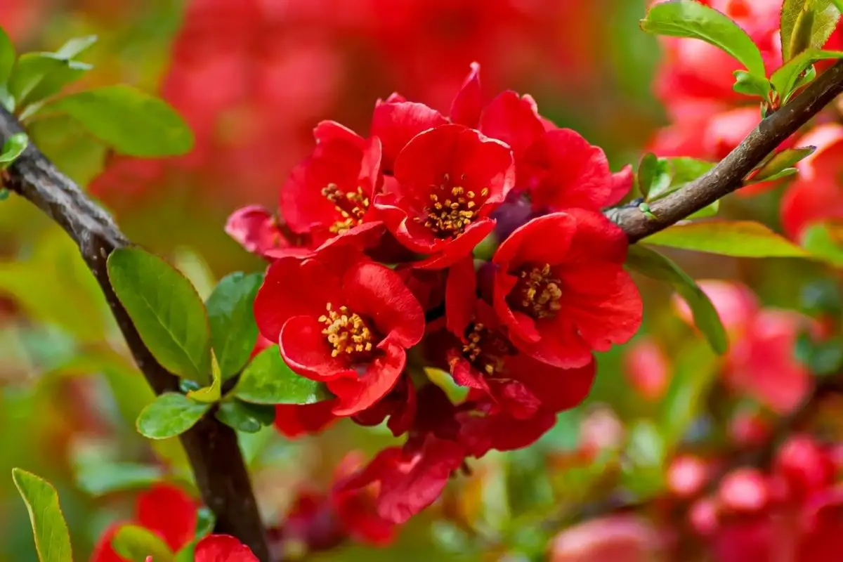 Red Flowers: Types, Growing Advice, And Symbolism