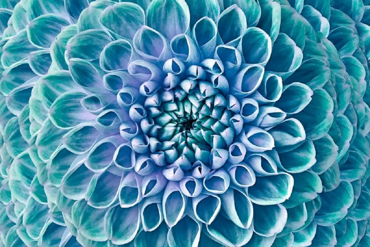 Turquoise Flowers: Varieties, Symbolism And Growing Tips