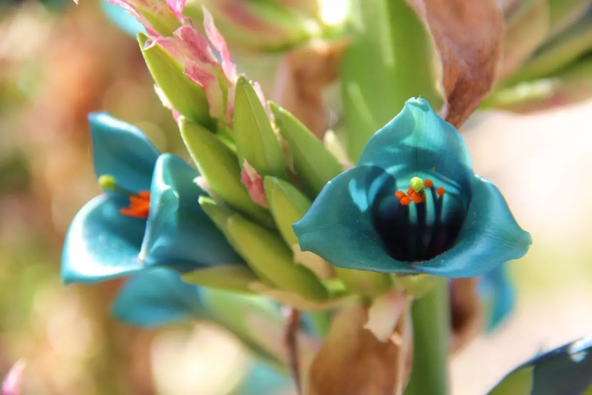 Teal Flowers: Types, Meanings, and Growing Guide