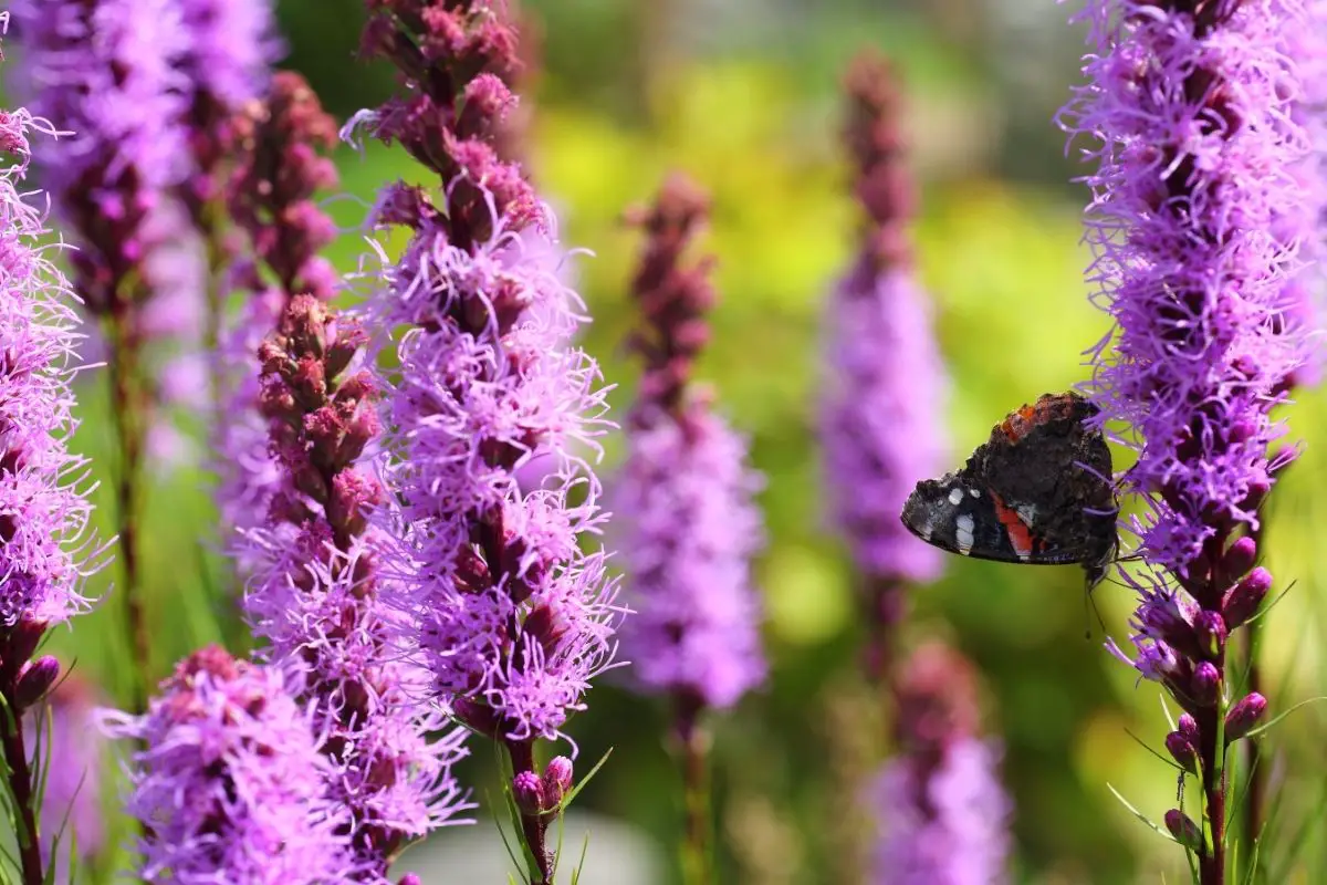 65 Stunning Purple Flowers of Different Types (Including Pictures) - AI ...