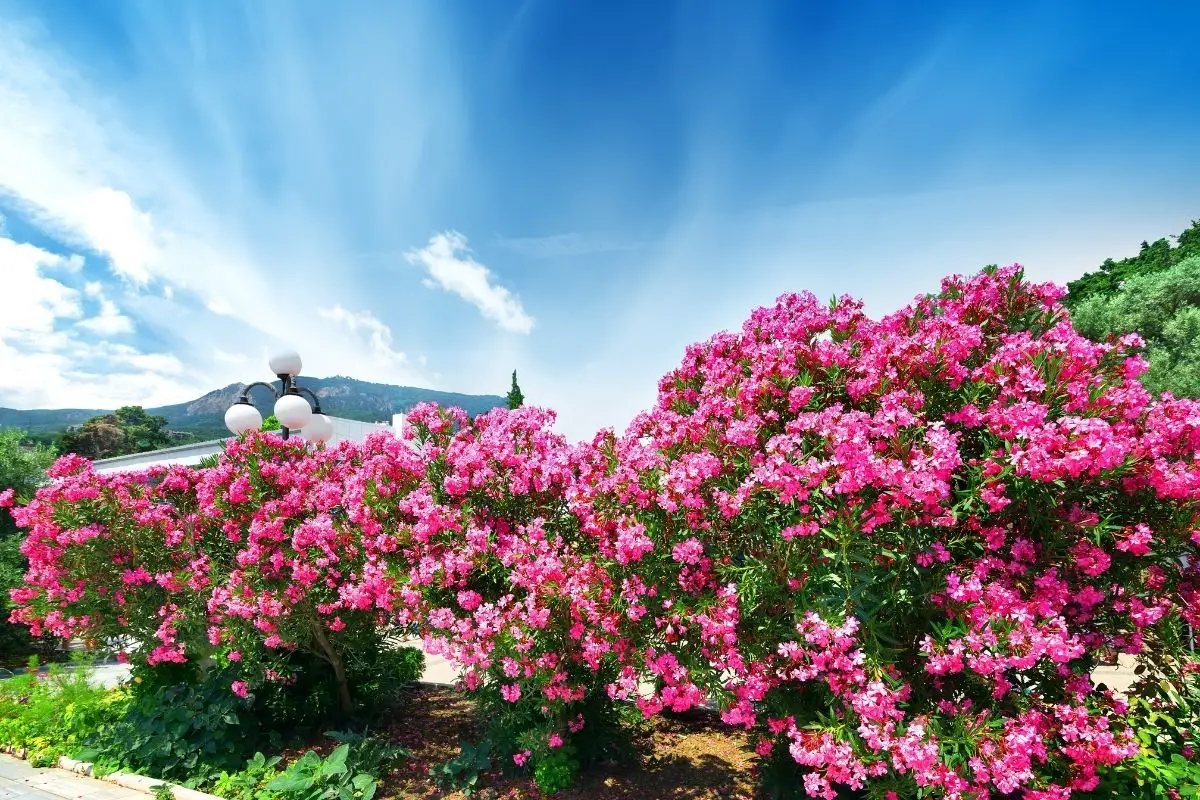 Types of Oleanders: Elegant and Resilient Blooms for Your Garden