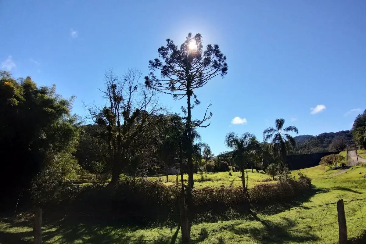 Types of Brazilian Trees | Varieties, Characteristics & Uses