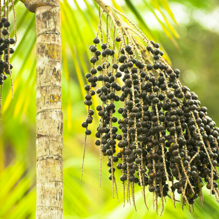 Types of Amazon Plants | Explore the Rainforest's Rich Biodiversity