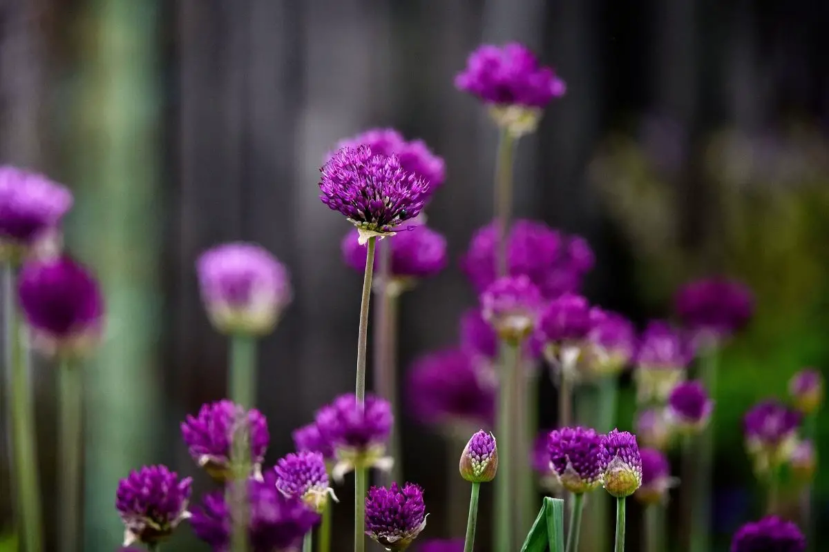 Types Of Alliums: Varieties, Growing Tips And Care Guide