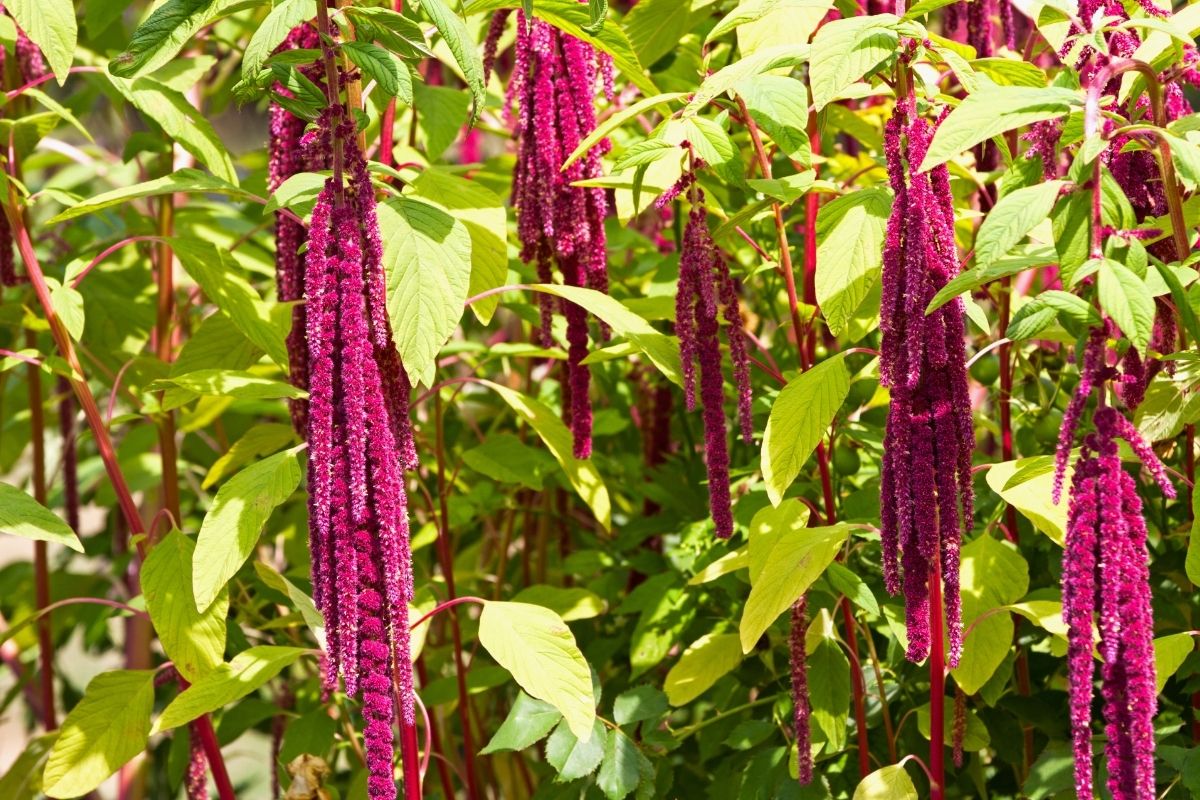 Amaranth Flowers: A Guide to Cultivation and Care