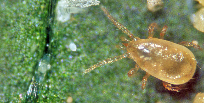 Russet Mites: Symptoms and Prevention Methods