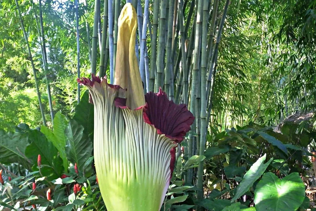 Ethiopian Flowers: Exotic Blossoms