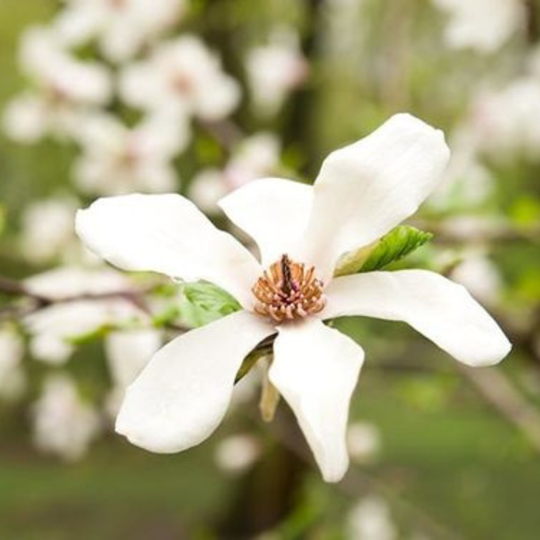 White Flowering Trees: Discover the Best Varieties