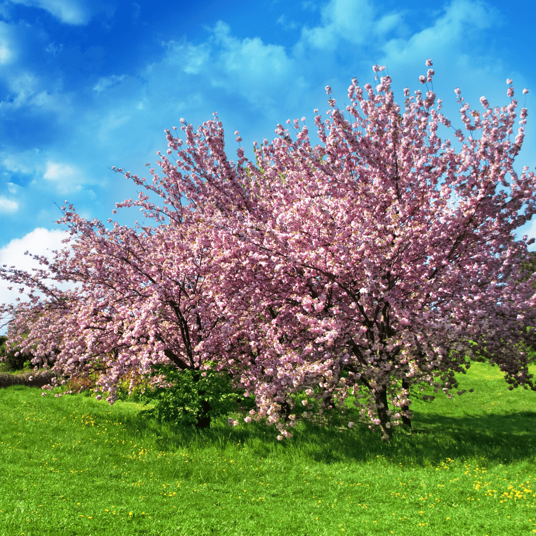 Lilac Trees | Varieties, Planting Tips & Care Guide