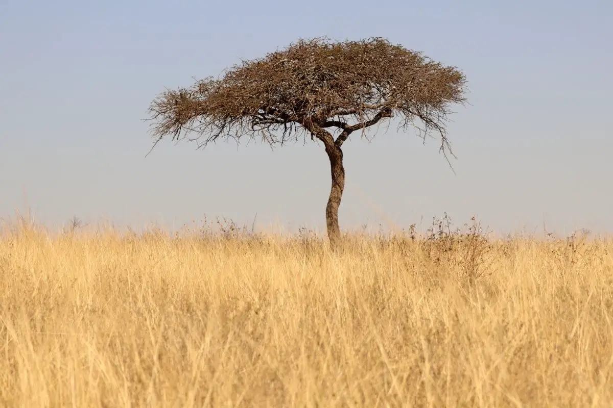 Types of African Trees | Varieties & Characteristics