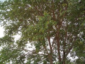Trees That Start with "A" | Varieties, Characteristics & Care