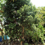 Trees That Start With B I A Complete Directory