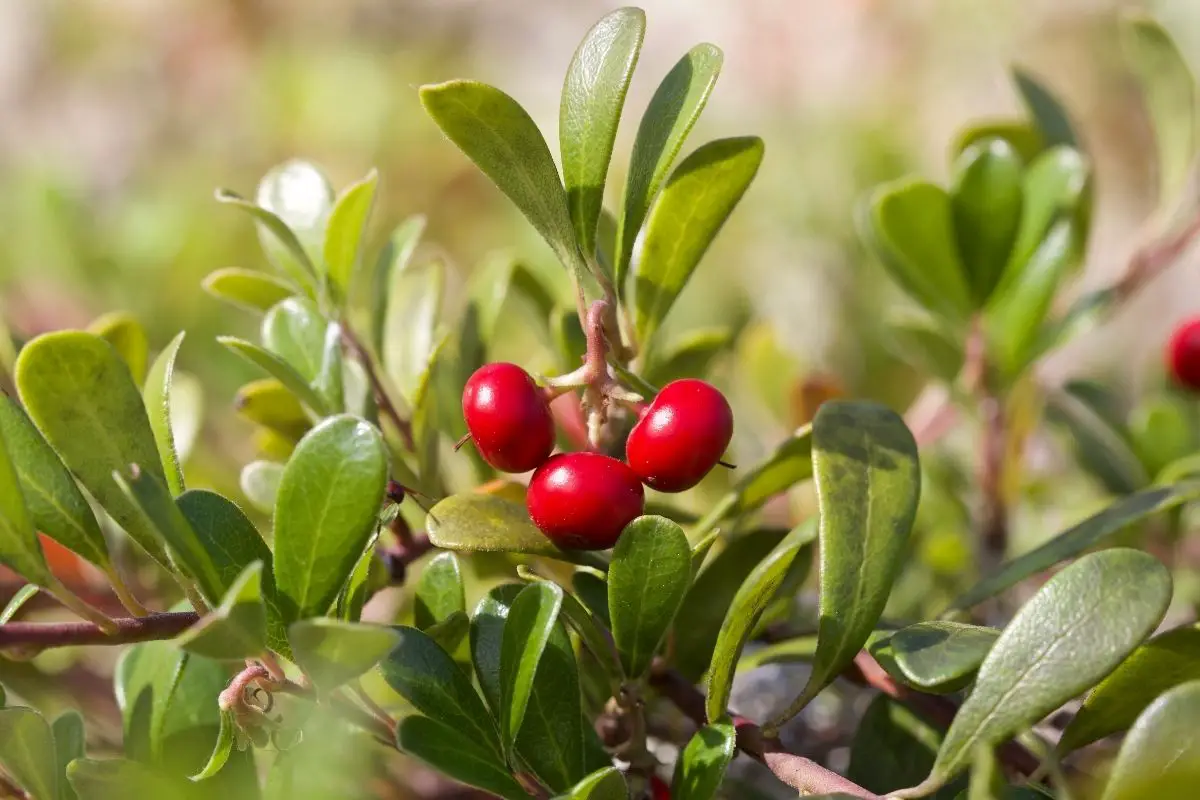 Fruits That Start With B: Benefits And Recipes