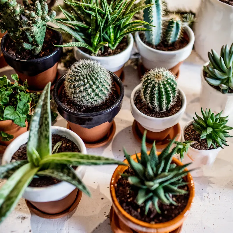 Beginners Guide To Indoor And Outdoor Plants : How To Choose