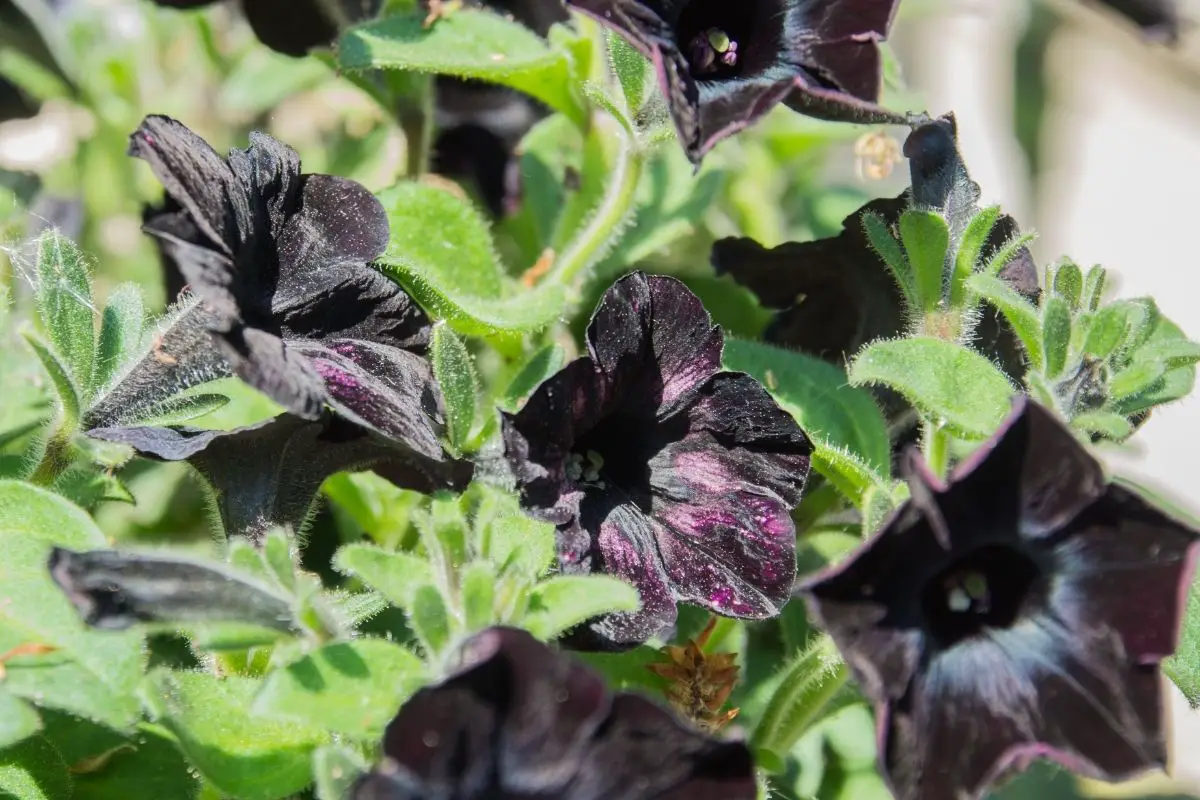 Black Flowers: Mysterious and Elegant Blooms for Your Garden