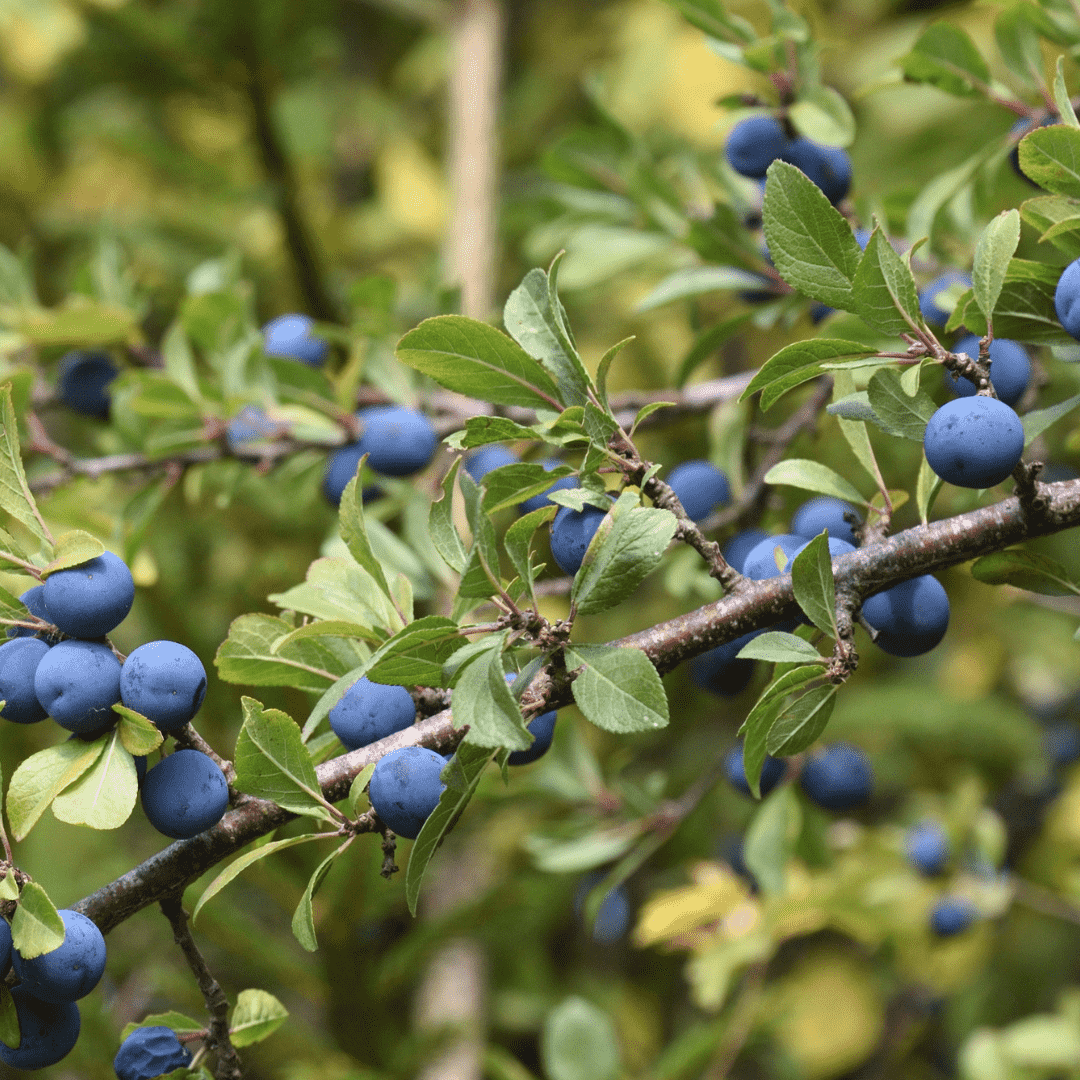 Irish Plants | Native Varieties, Characteristics & Care