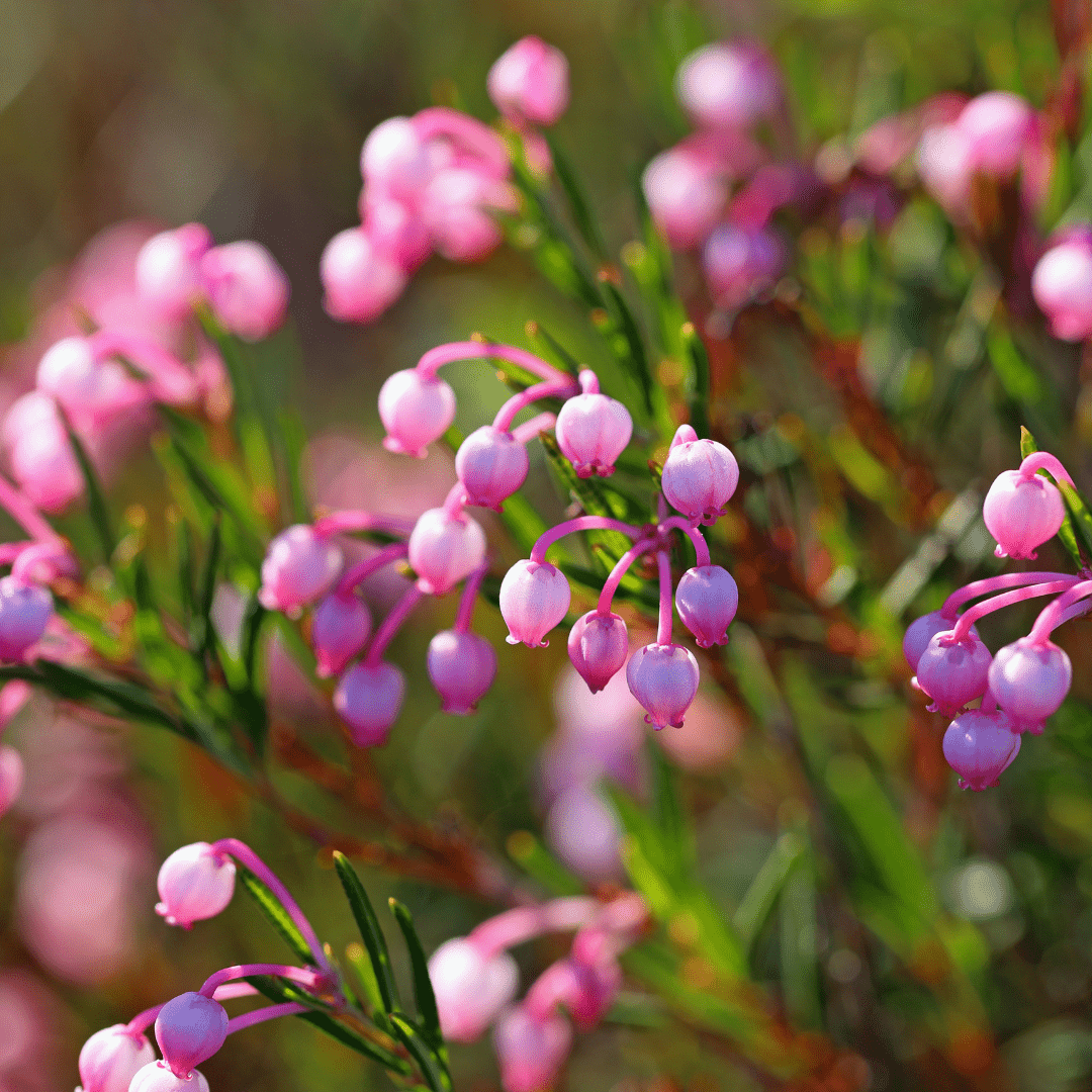 Irish Plants | Native Varieties, Characteristics & Care