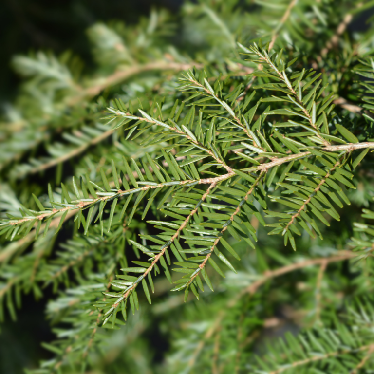 Trees That Start With B I A Complete Directory