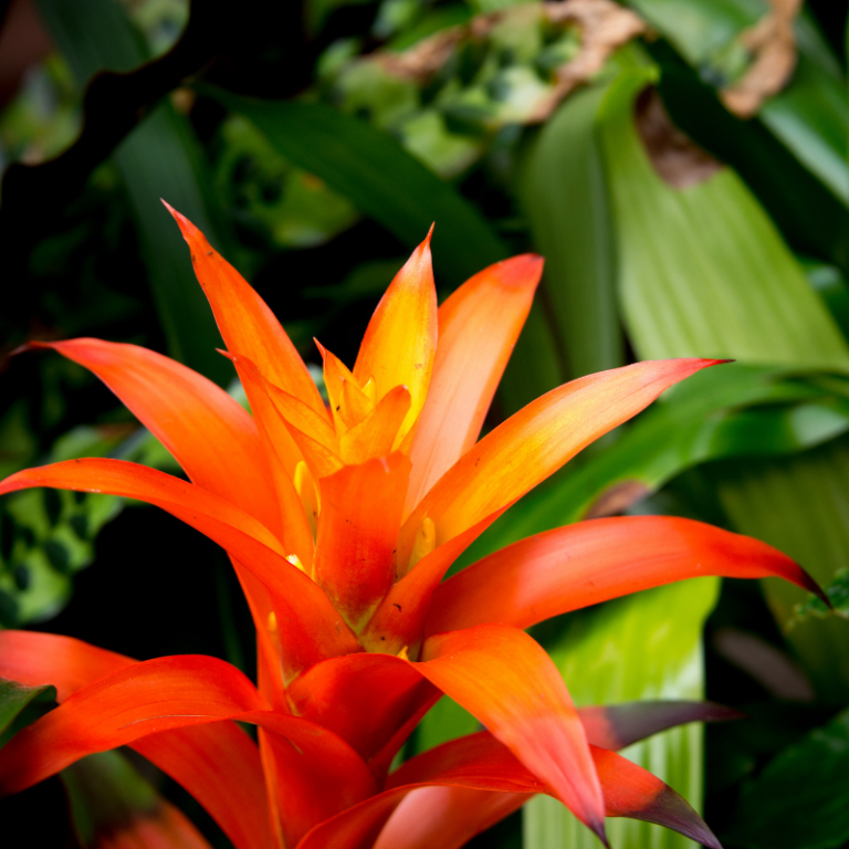 Types of Amazon Plants | Explore the Rainforest's Rich Biodiversity