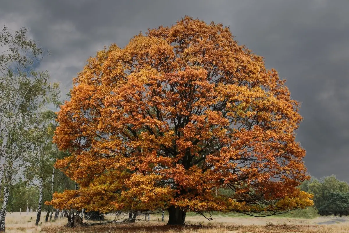 Brown Trees: Everything You Need to Know About Them